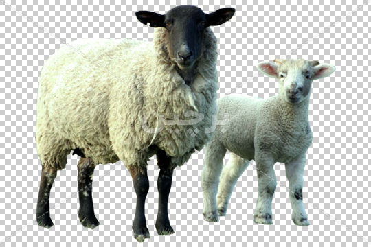 عکس PNG گوسفند مادر و بره آن | بُرچین – تصاویر دوربری شده، فایل های ...