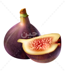 وکتور انجیر png | بُرچین – تصاویر دوربری شده، فایل های آماده، عکس png ...