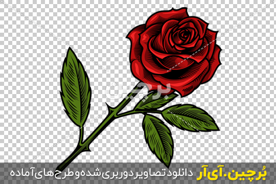 یک شاخه گل رز زیبا Png بُرچین تصاویر دوربری شده، فایل های آماده