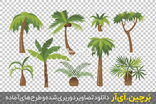 وکتورهای مختلف درخت نخل و پالم png | بُرچین – تصاویر دوربری شده، فایل ...