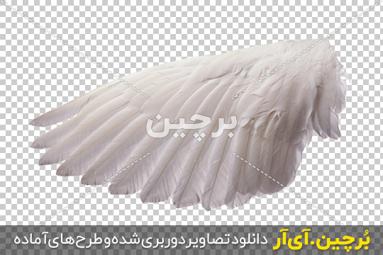 بال پرنده بصورت تکی | بُرچین – تصاویر دوربری شده، فایل های آماده، عکس ...