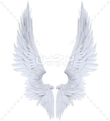 عکس بال پرندگان png | بُرچین – تصاویر دوربری شده، فایل های آماده، عکس ...