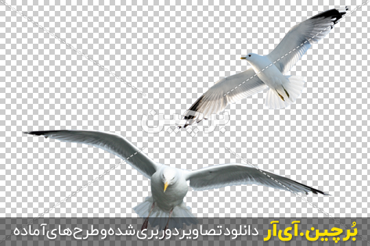 دانلود عکس دو پرنده دریایی در حال پرواز بُرچین تصاویر دوربری شده