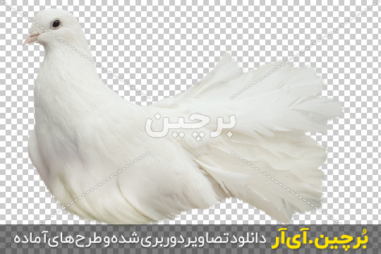 کبوتر نشسته درون لانه png | بُرچین – تصاویر دوربری شده، فایل های آماده ...