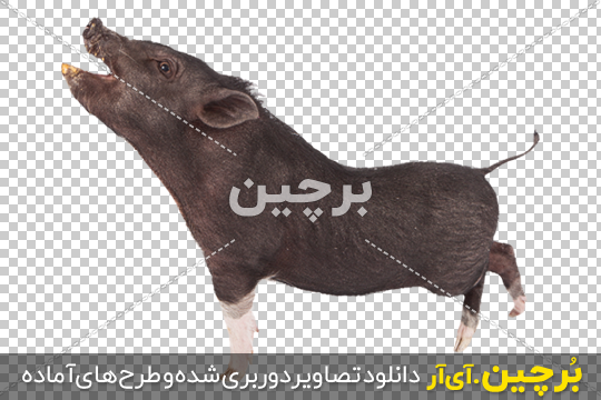 عکس png خوک سیاه | بُرچین – تصاویر دوربری شده، فایل های آماده، عکس png ...