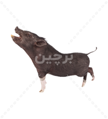 عکس png خوک سیاه | بُرچین – تصاویر دوربری شده، فایل های آماده، عکس png ...