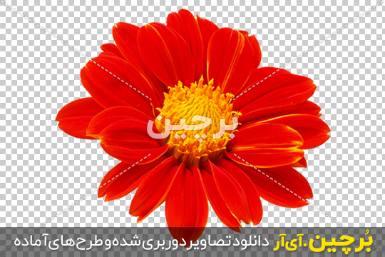 عکس دوربری شده گل مینا قرمز بُرچین تصاویر دوربری شده، فایل های