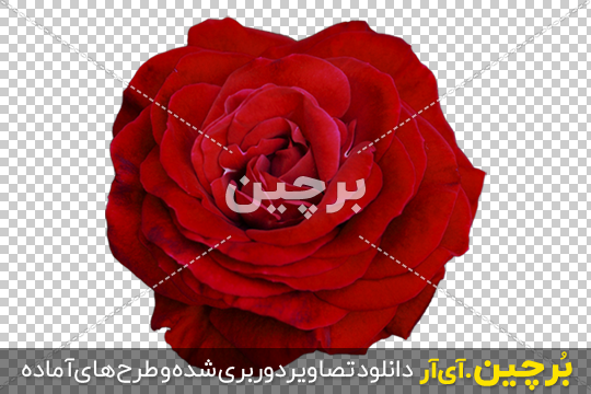 دانلود عکس دوربری شده گل رز قرمز بُرچین تصاویر دوربری شده، فایل های