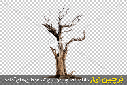 دانلود عکس بدون بکگراند درخت خشک شده بُرچین تصاویر دوربری شده، فایل