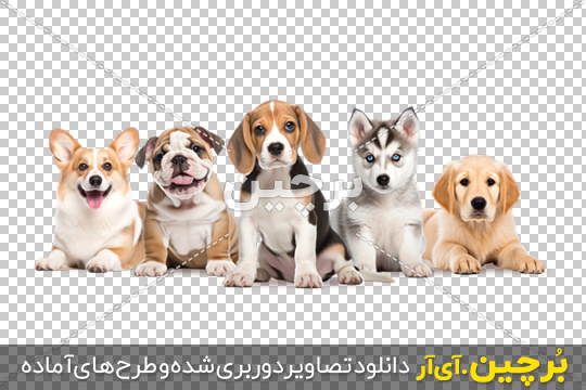 عکس Png توله سگ‌های نژادهای مختلف در کنار هم بُرچین تصاویر دوربری