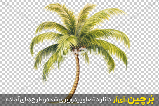 نقاشی بدون پس زمینه درخت نخل | بُرچین – تصاویر دوربری شده، فایل های ...