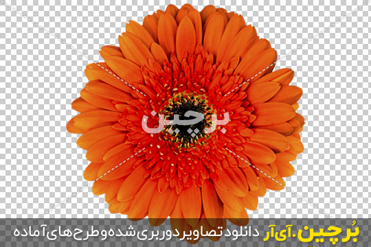 دانلود عکس دوربری شده گل ژربرا بُرچین تصاویر دوربری شده، فایل های